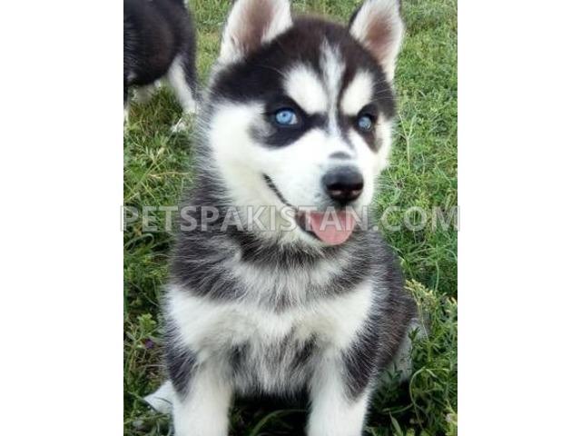 Pets Pakistan - Siberian husky pups