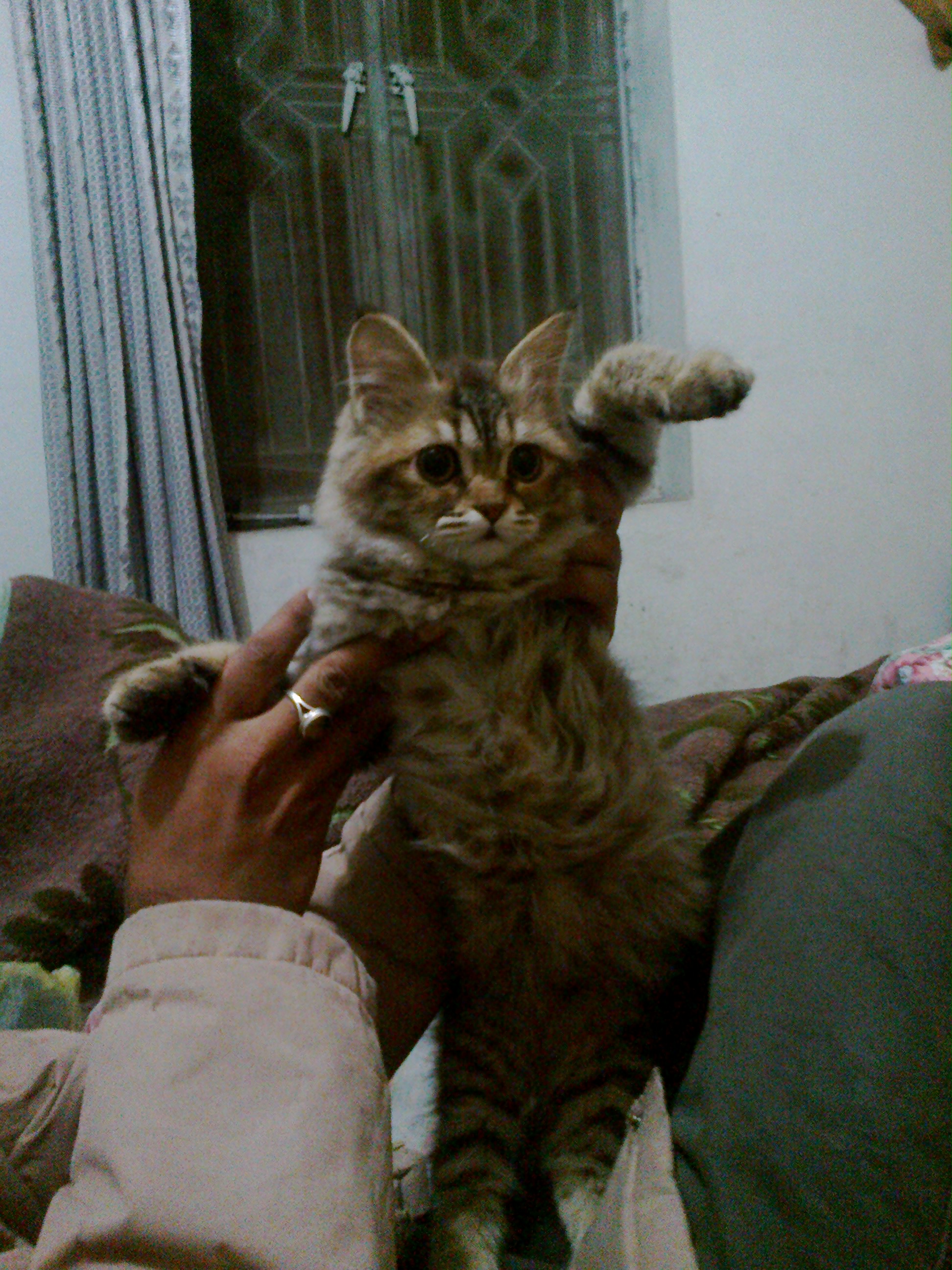 Pets Pakistan - pure female persian kitten