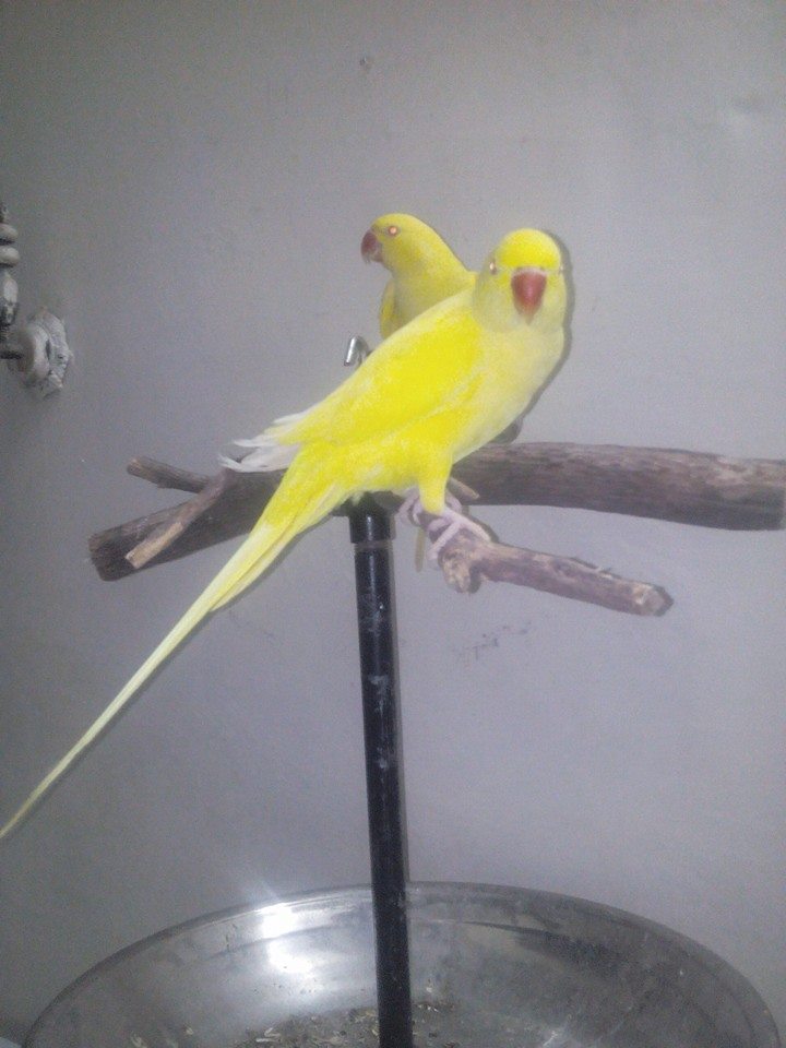 Yellow Parakeet With Red Eyes