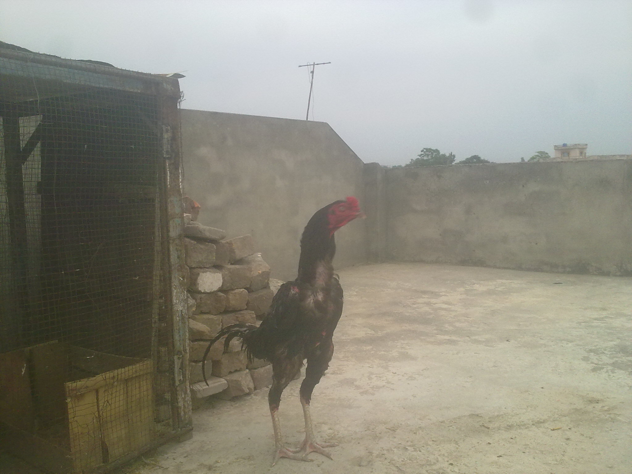 Pets Pakistan - black aseel murga want to exchange with cocktail 2 pairs
