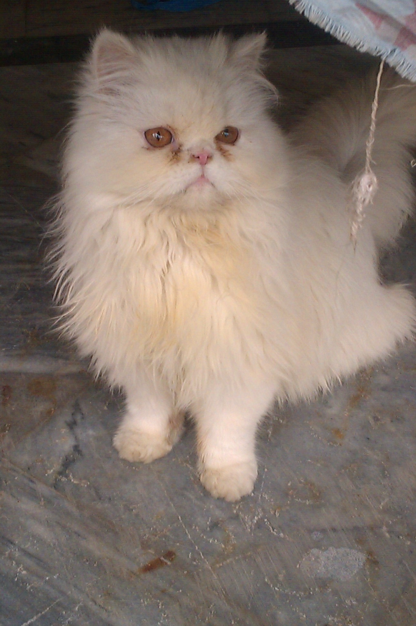 Pets Pakistan - persian extream punch kitten 4 sale