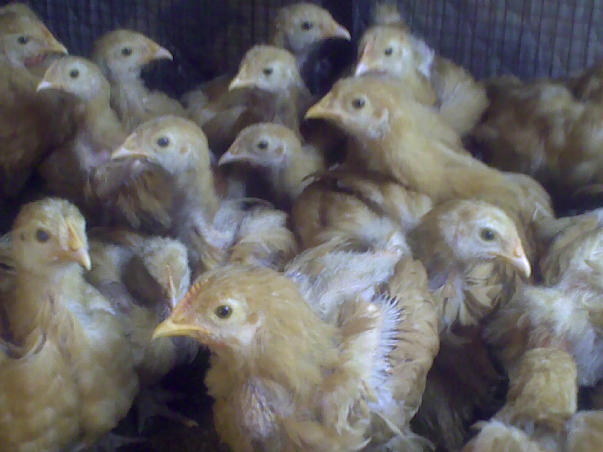 Pets Pakistan - Golden buff chicks for sale