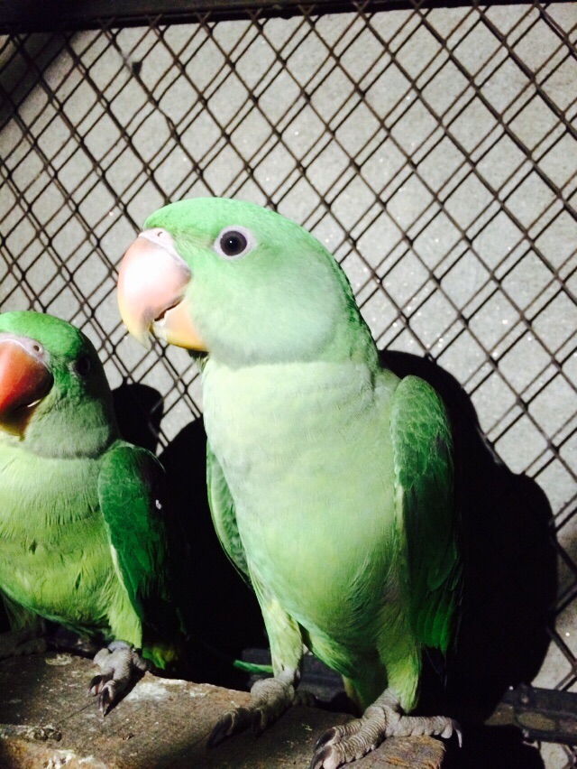 Pets Pakistan - parrot