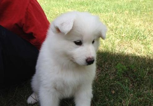 Pets Pakistan - samoyed puppies for adoption