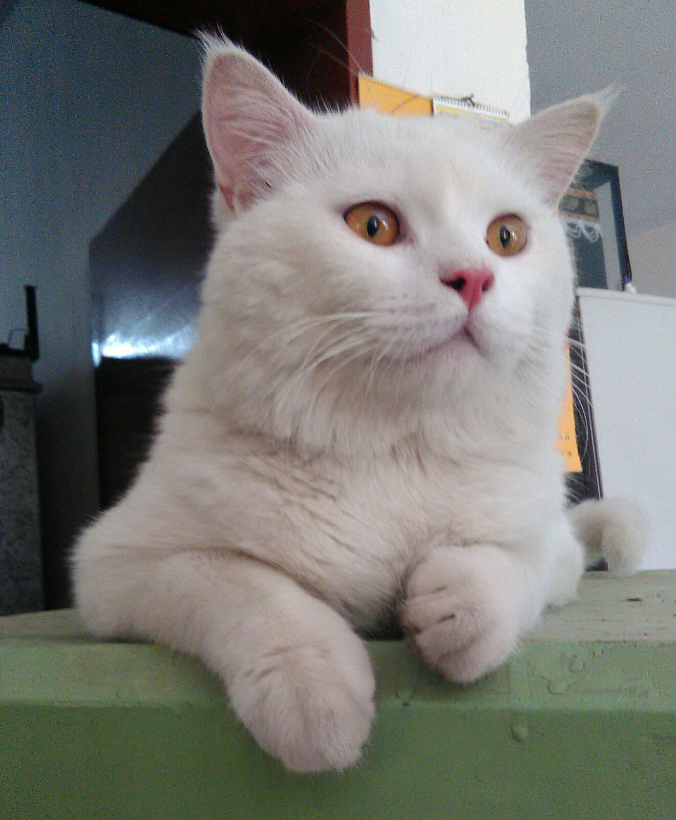 Pets Pakistan - well-bred, eye catching and Pretty Persian cats for sale