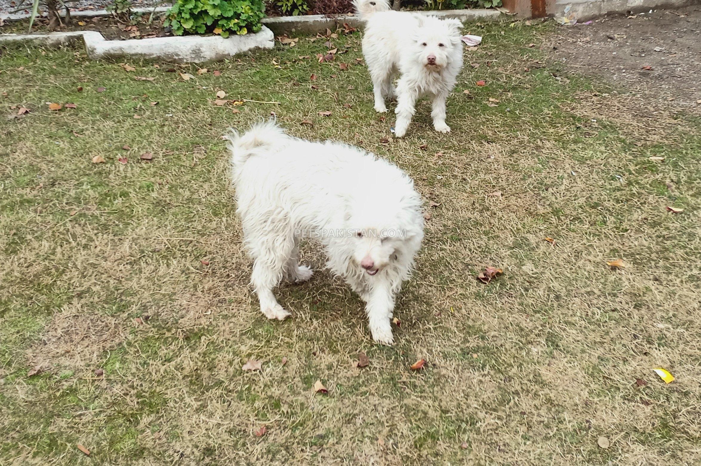 Pets Pakistan - Russian poodle 1 pair