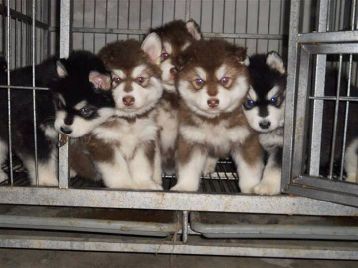 Pets Pakistan - Beautiful Husky Puppy's