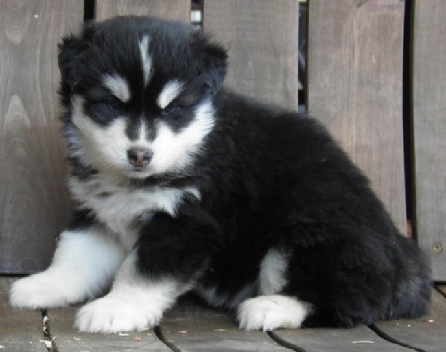 Pets Pakistan - Lovely Siberian Husky puppies