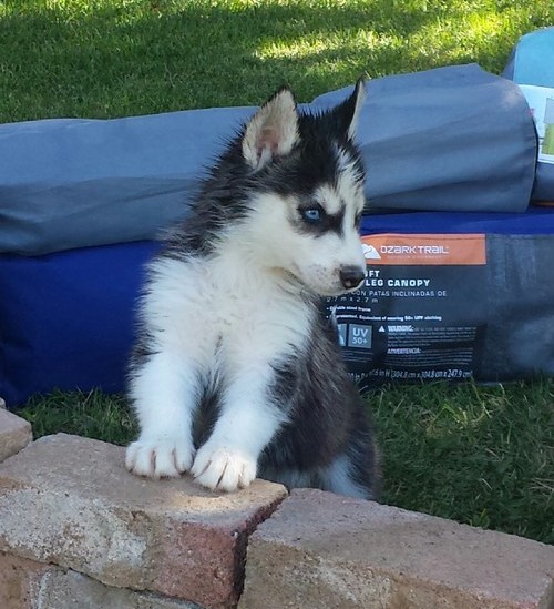 Pets Pakistan - Pedigree Siberian Husky Puppies For Sale.