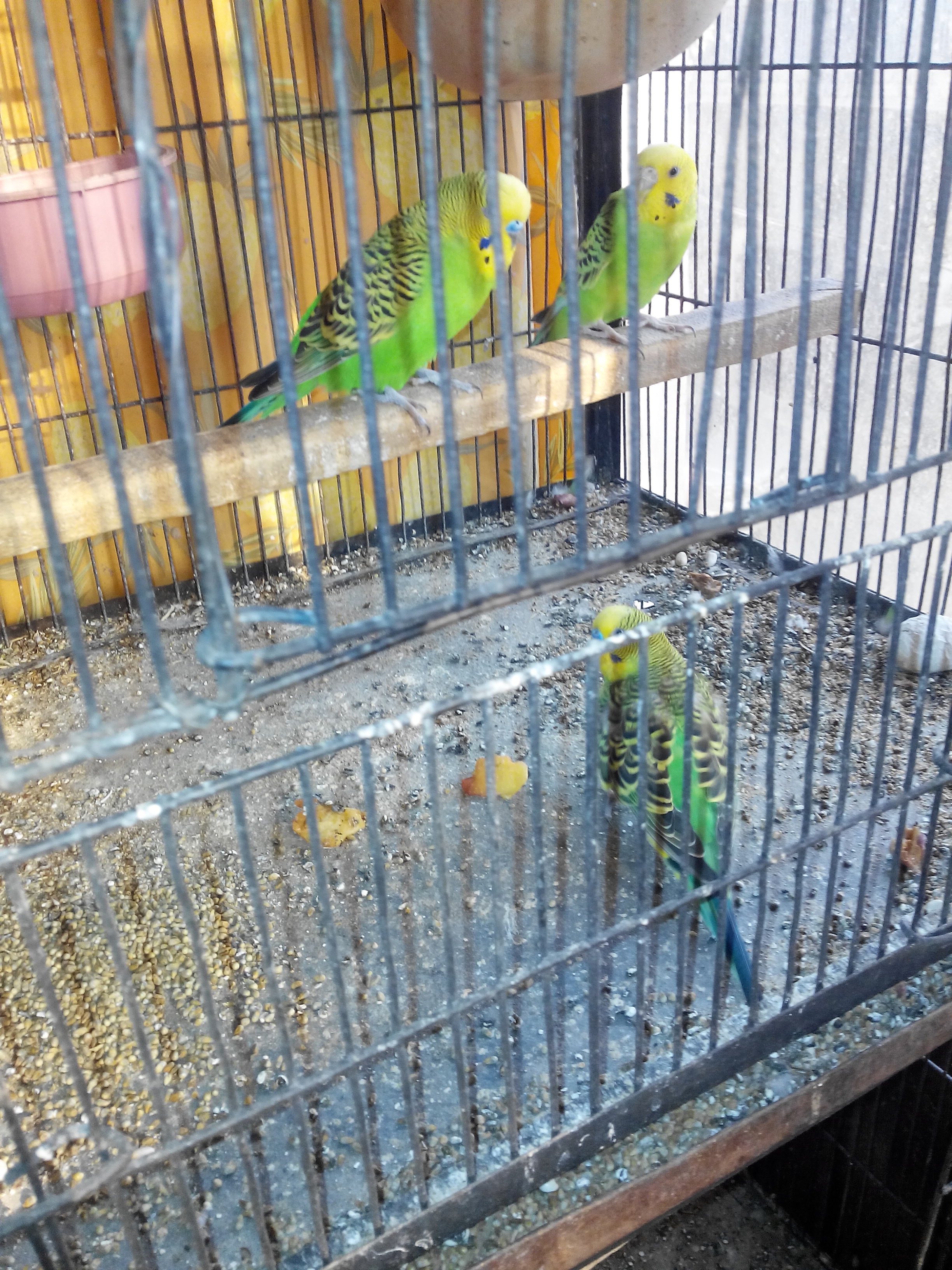 Pets Pakistan - 3 Australian budgies for sale