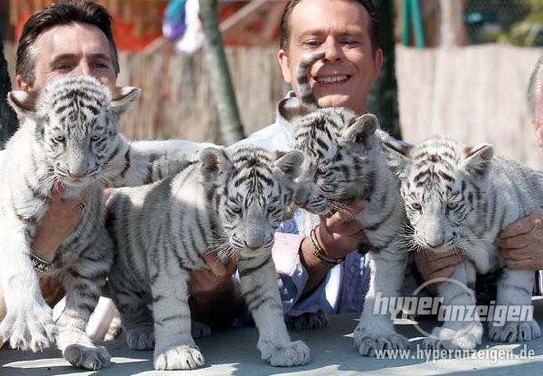 Pets Pakistan - Exotic white tiger cub for sale