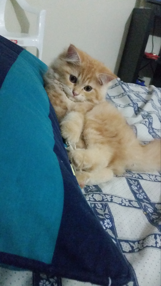 Pets Pakistan - Persian kitten available for sale