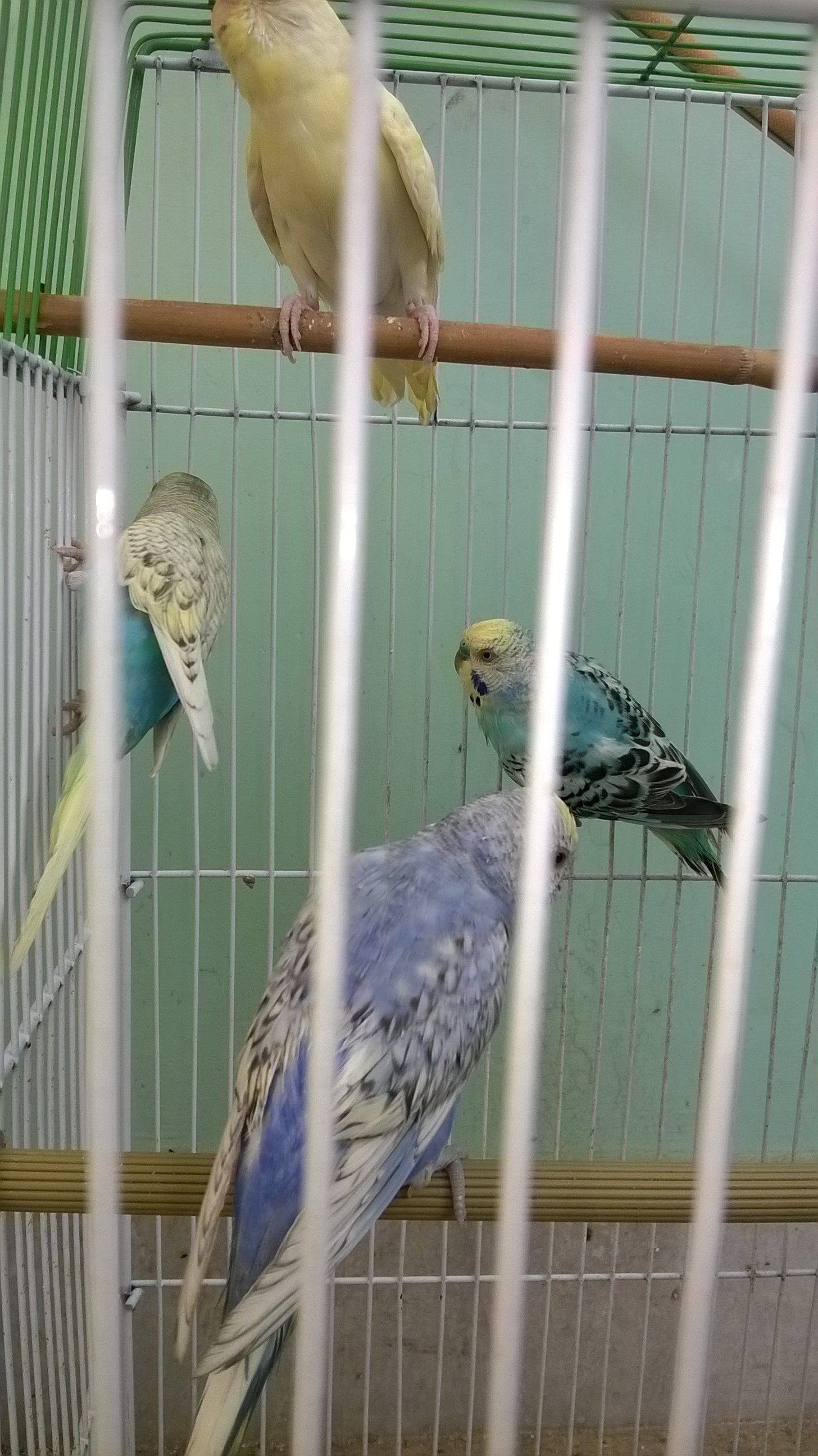 Pets Pakistan - Australian Budgies For Sale