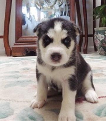 Pets Pakistan - Siberian Husky Puppies
