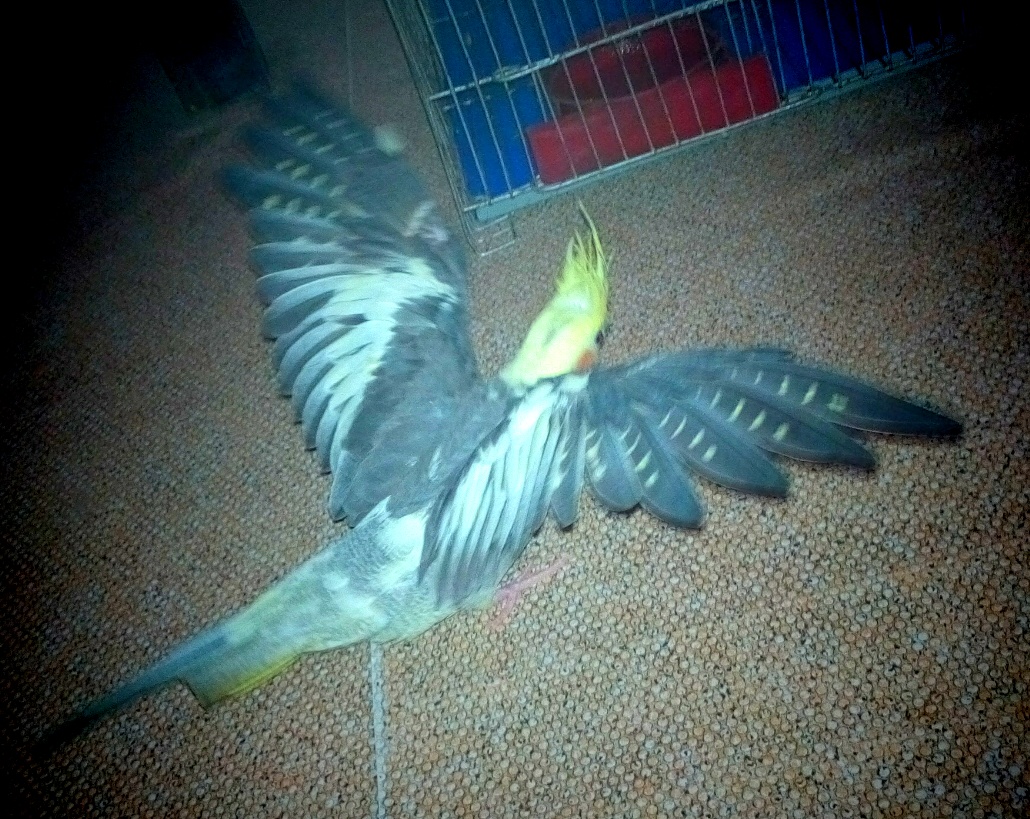 Pets Pakistan - Beautiful cockatiel pair