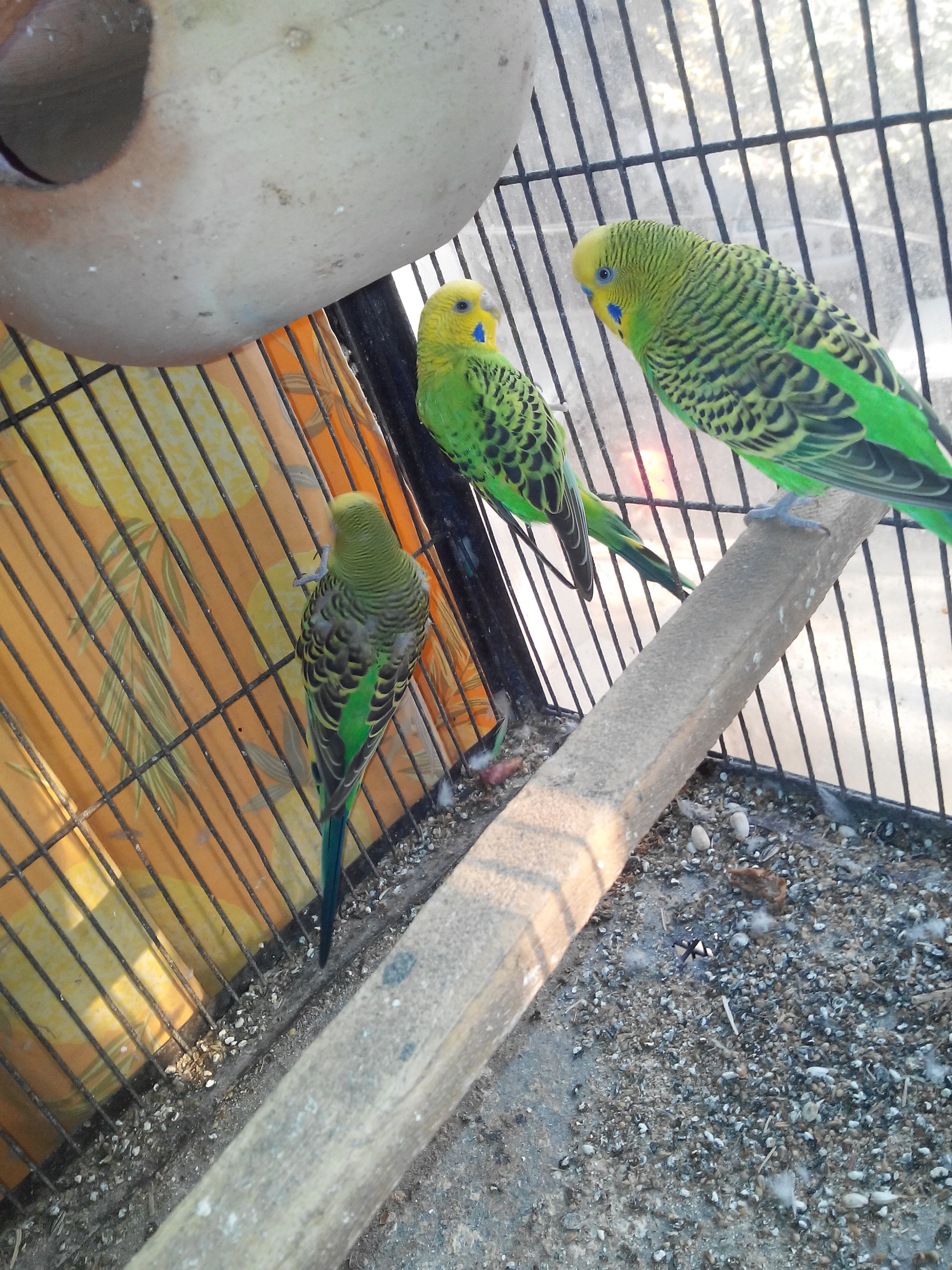 Pets Pakistan - 3 Australian budgies for sale