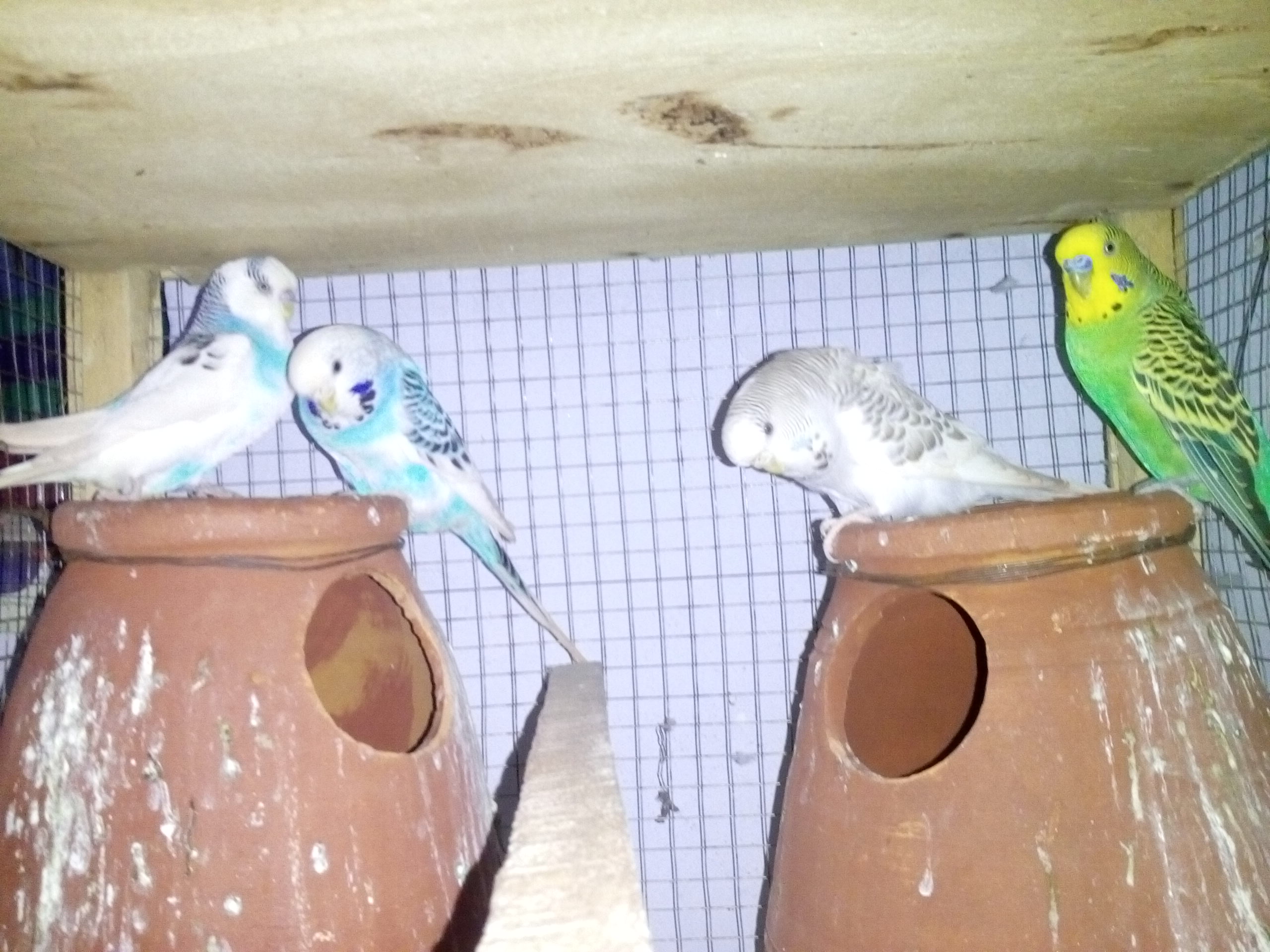 Pets Pakistan - Australian budgies.