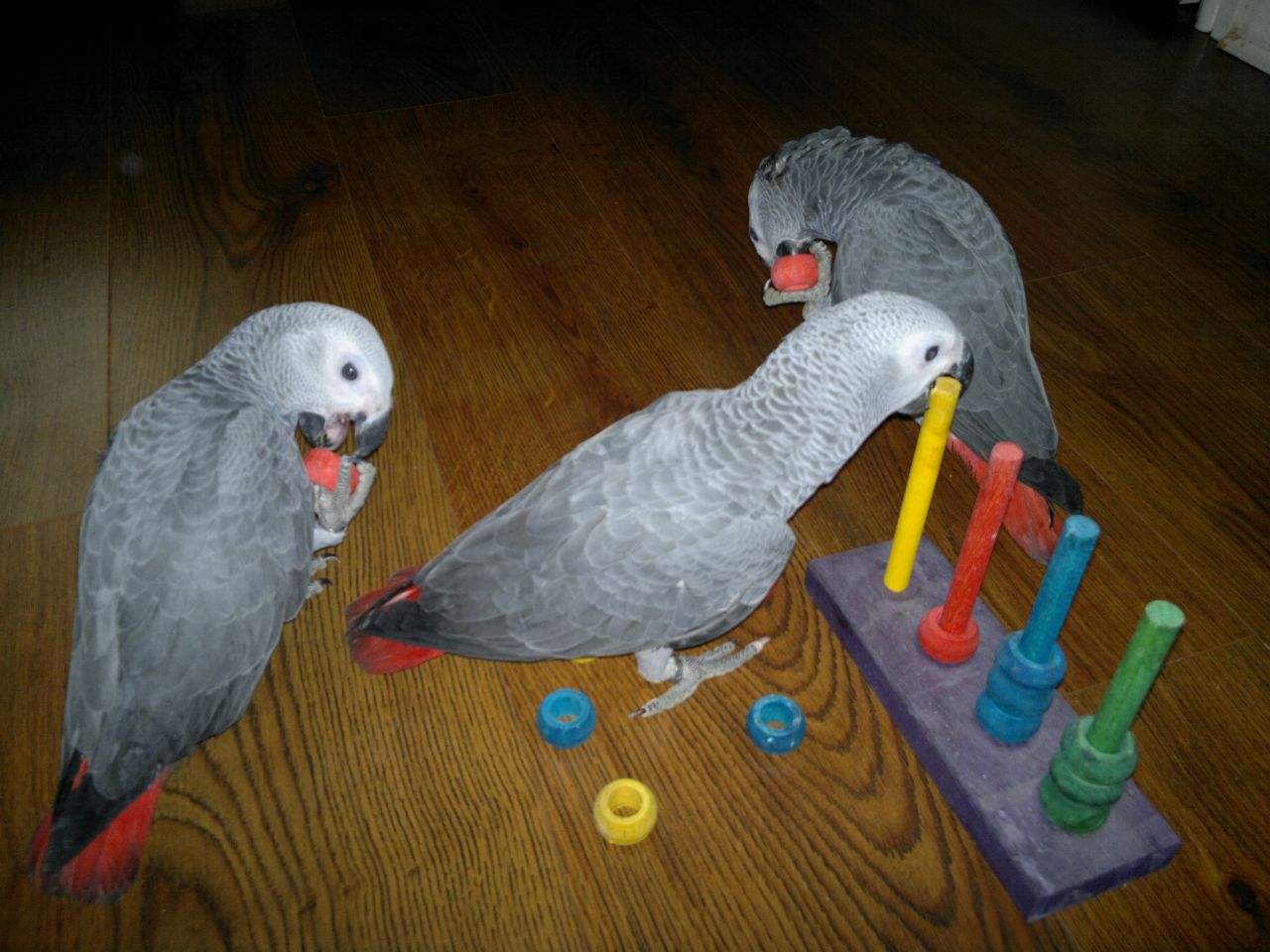 Pets Pakistan - Pair of Talking African Grey parrots